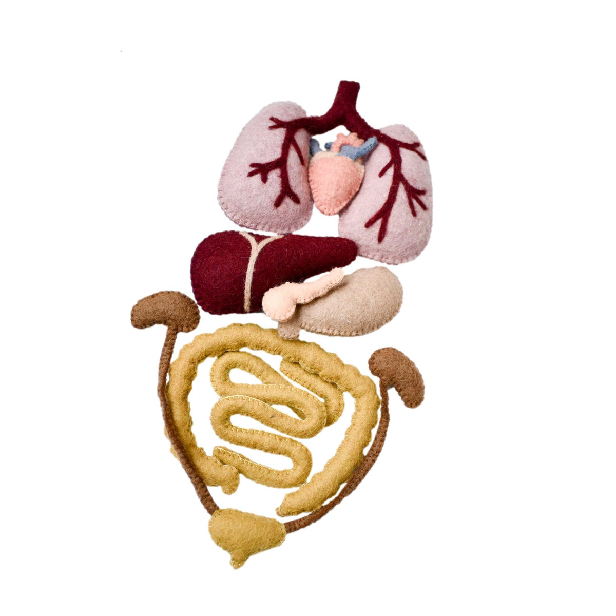 Felt Anatomy Set – littlewhimsy