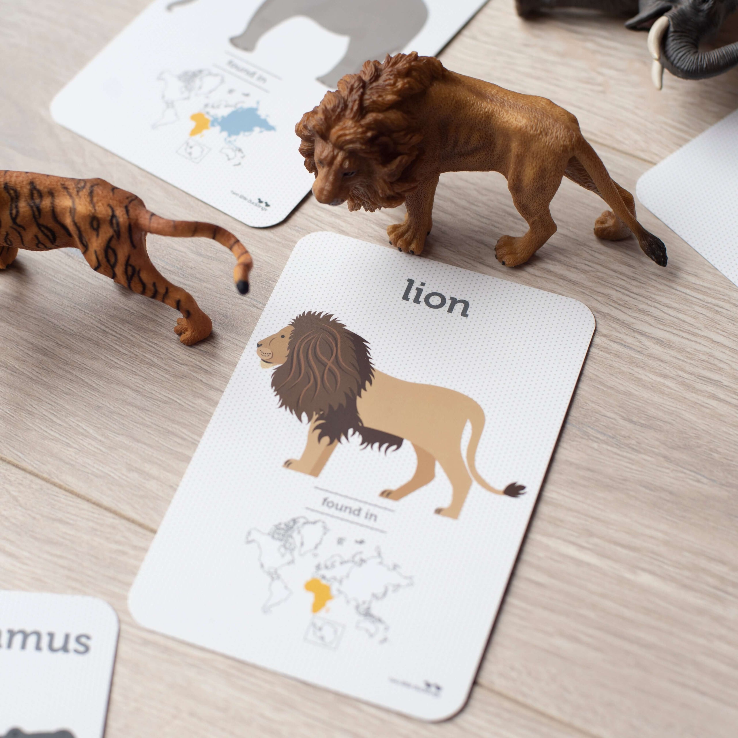 Flash Cards - World Animals – littlewhimsy